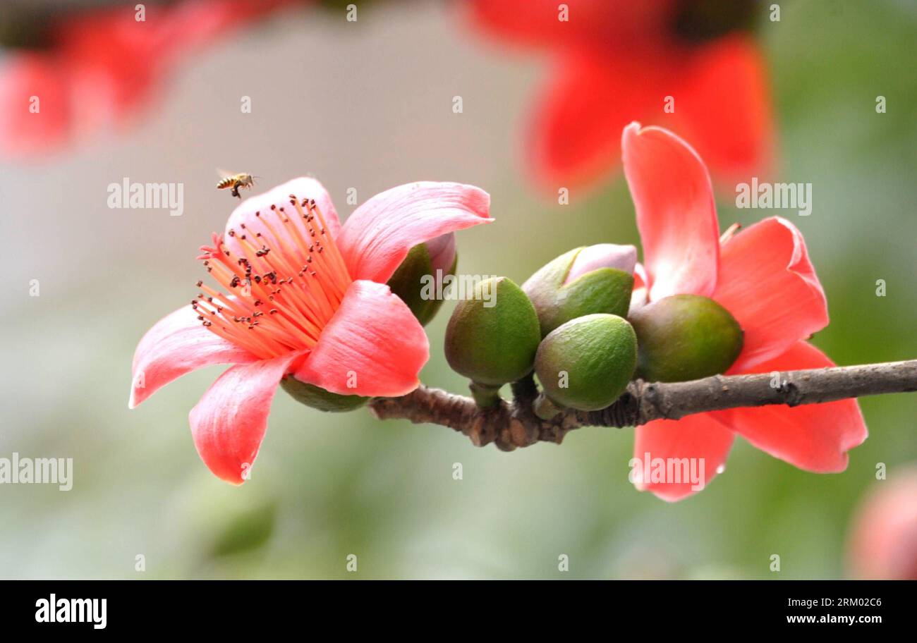 Kapok flower hi-res stock photography and images - Alamy