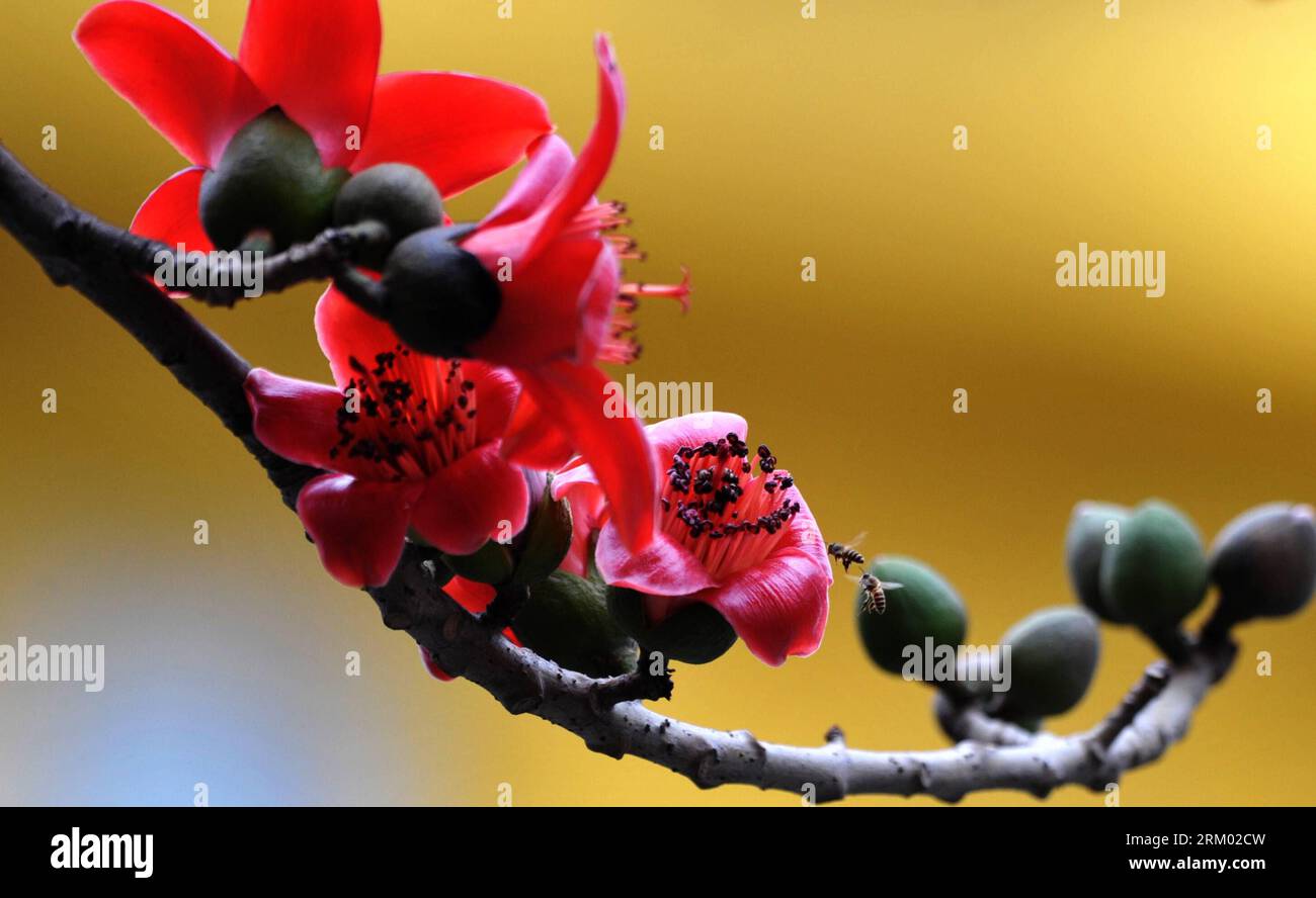 Kapok flower hi-res stock photography and images - Alamy