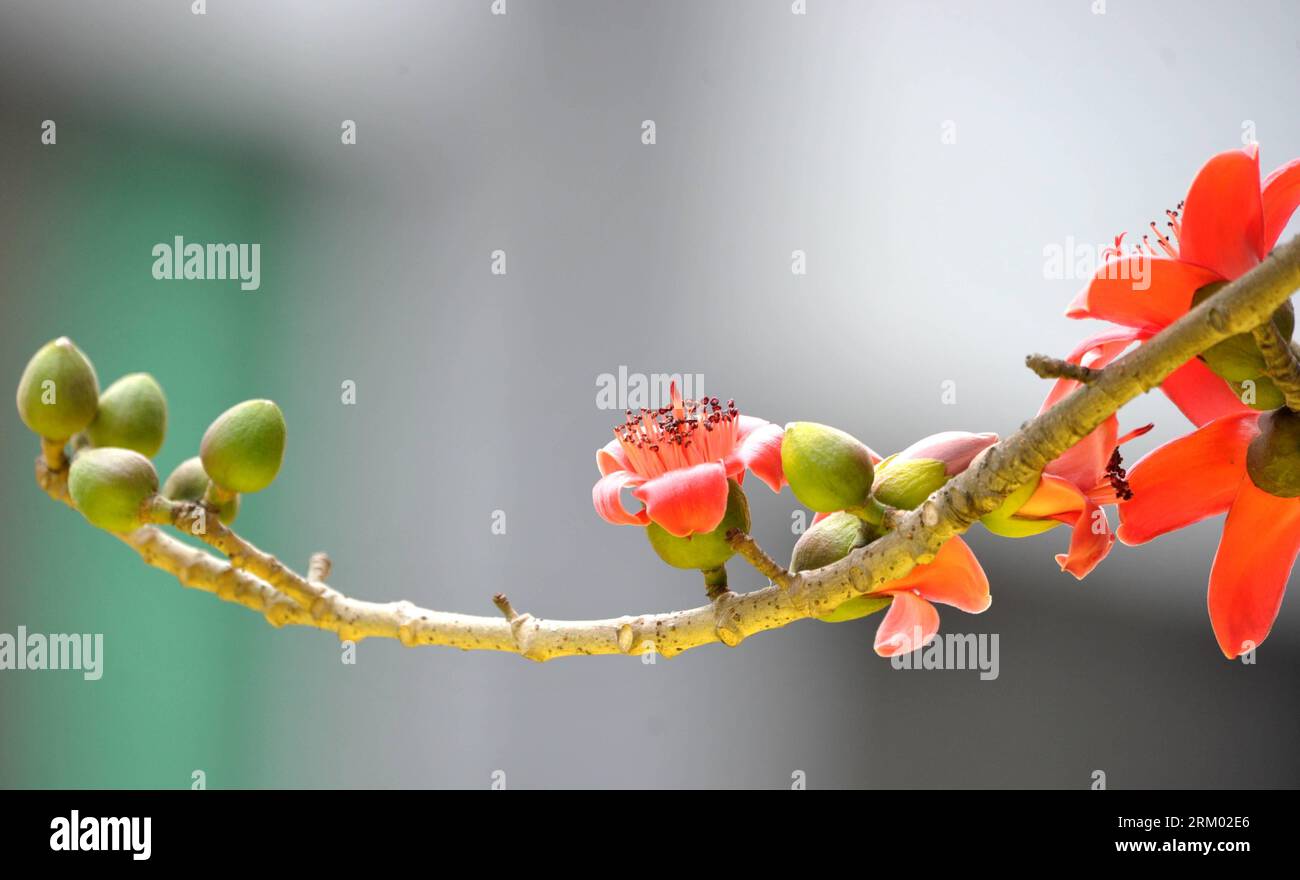Kapok flower hi-res stock photography and images - Alamy