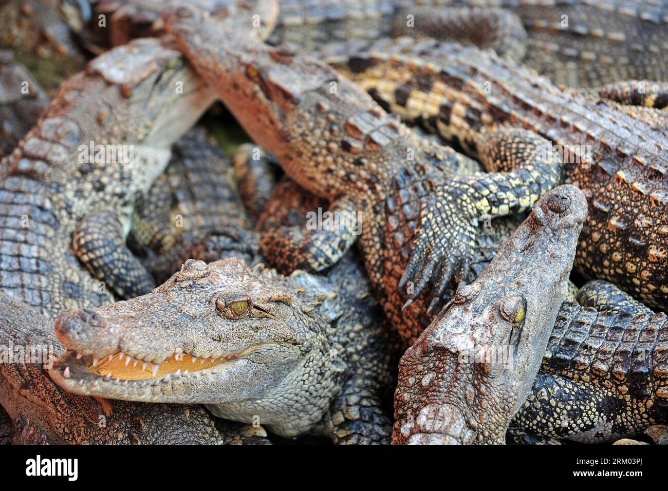 Krokodil farm hi-res stock photography and images - Alamy