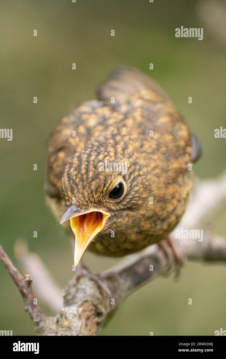Robin calling for food hi-res stock photography and images - Alamy