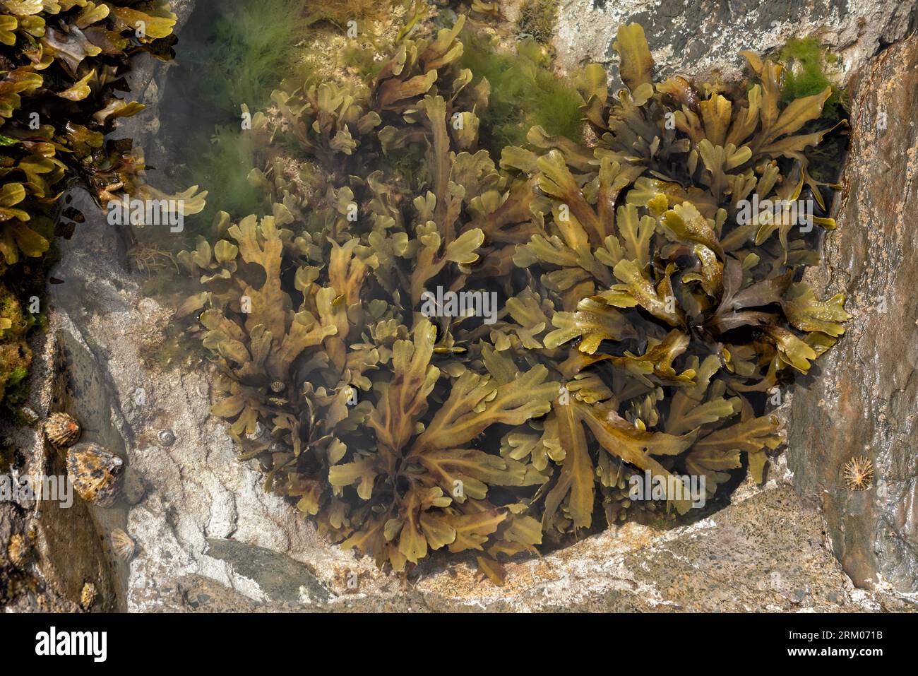 Rockpool with different varieties of seaweed Stock Photo - Alamy