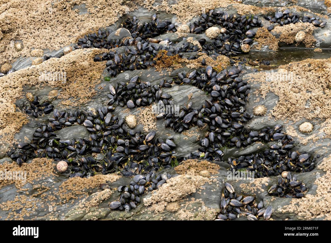 Rock covered in barnacles,mussels and limpets Stock Photo - Alamy