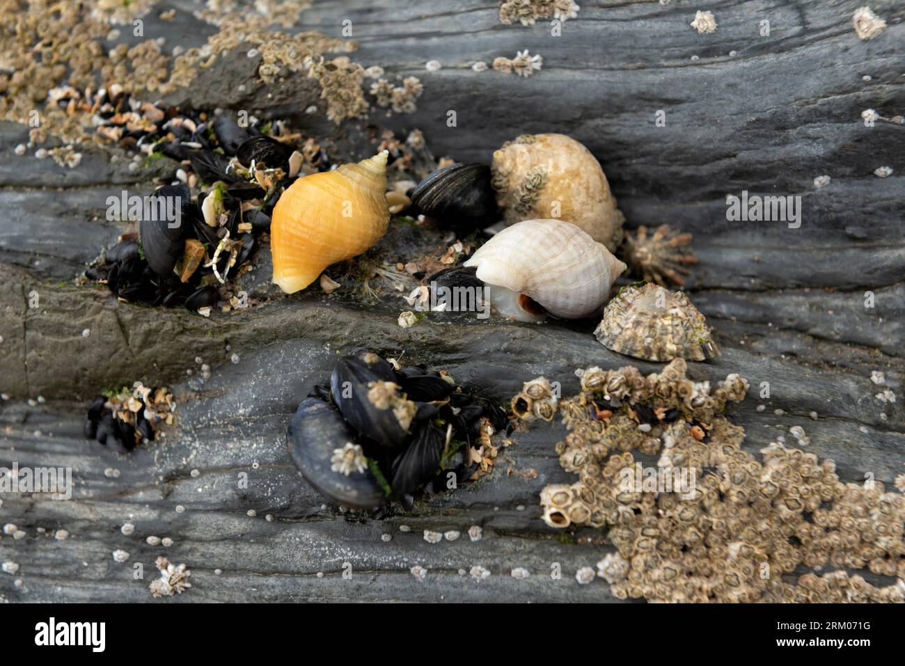 Close-up of dog whelks, limpets, barnacles and mussels Stock Photo - Alamy