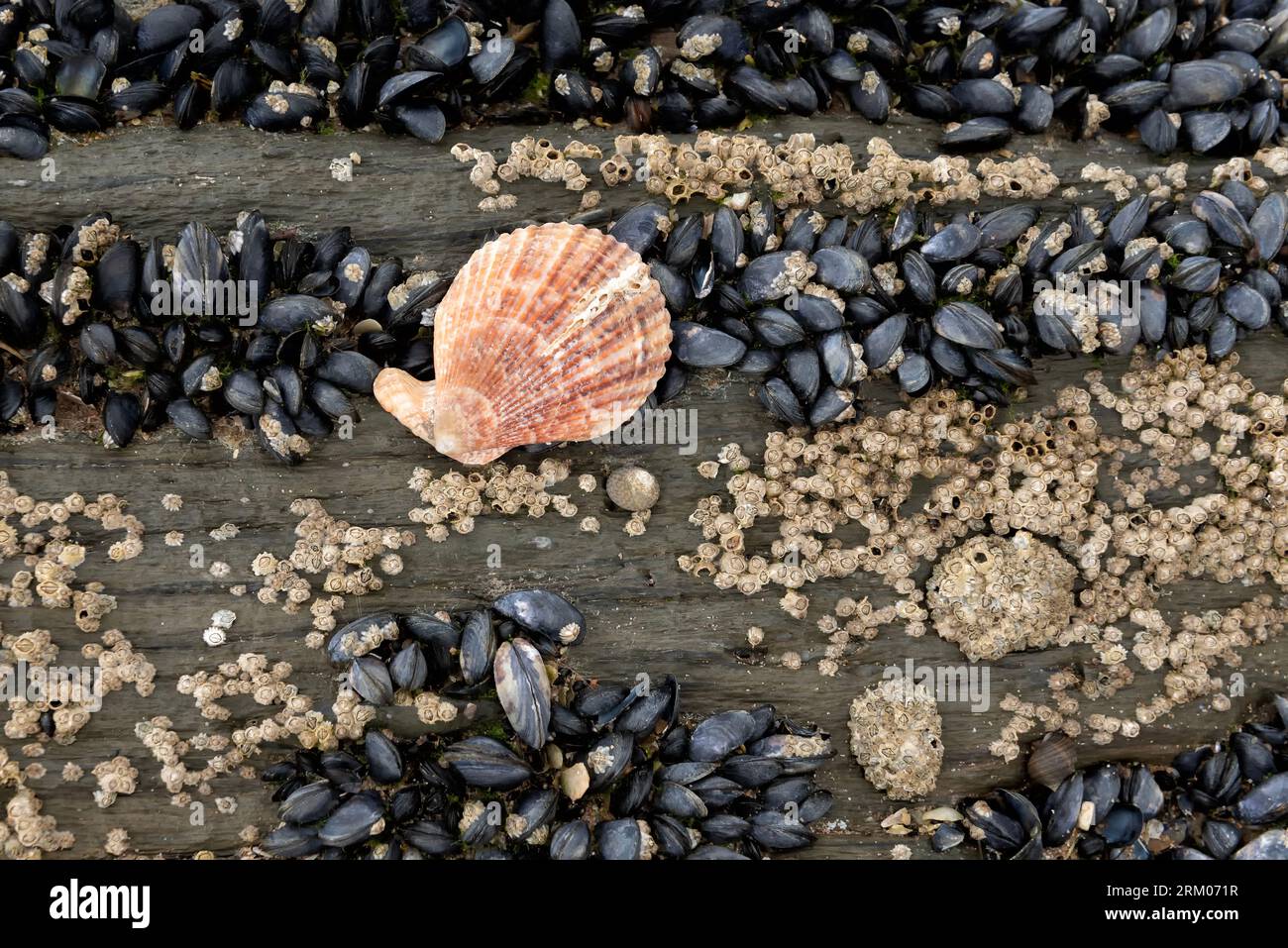 Variegated scallop shell on top of rock covered in mussels and ...