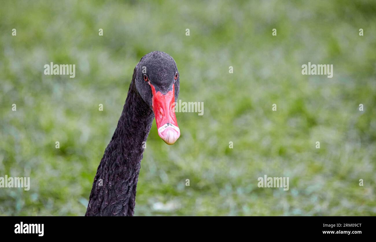 Image of a black swan head looking straight into the frame Stock Photo ...