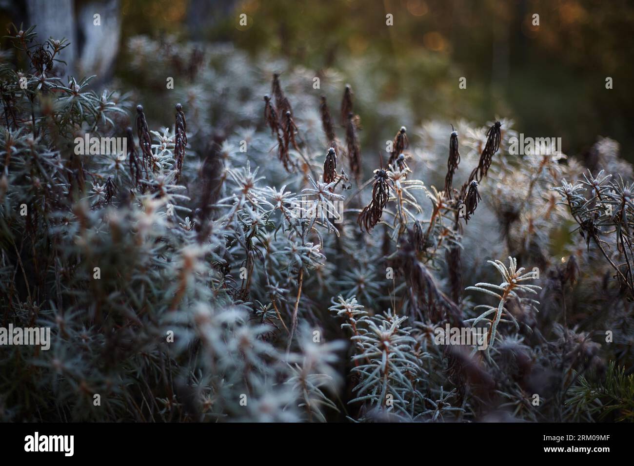 Rosemary in autumn. Rosemary in the cold colors of winter Stock Photo ...