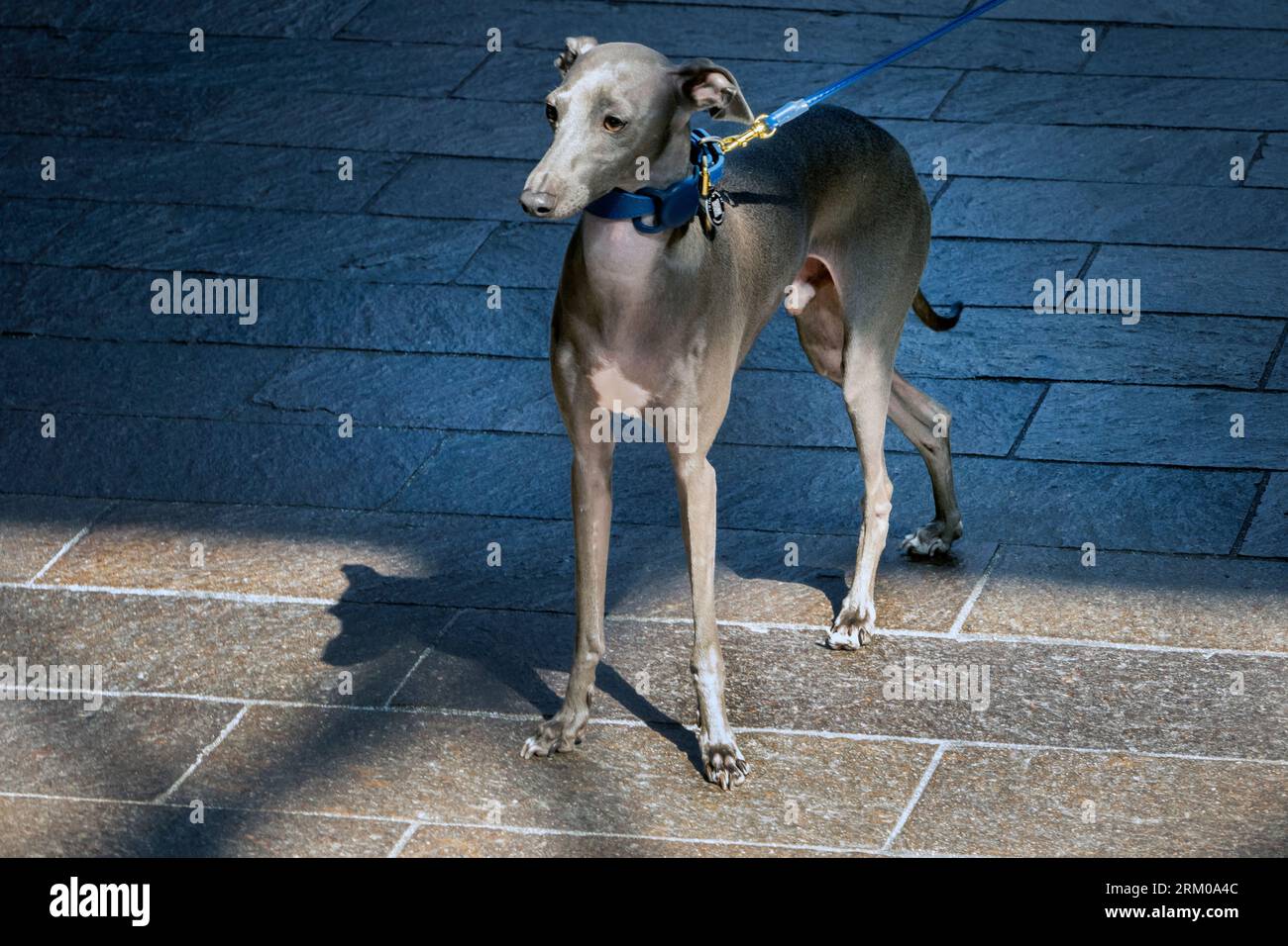 Big Woof Festival at Kings Cross Coal Drops yard London to celebrate ...