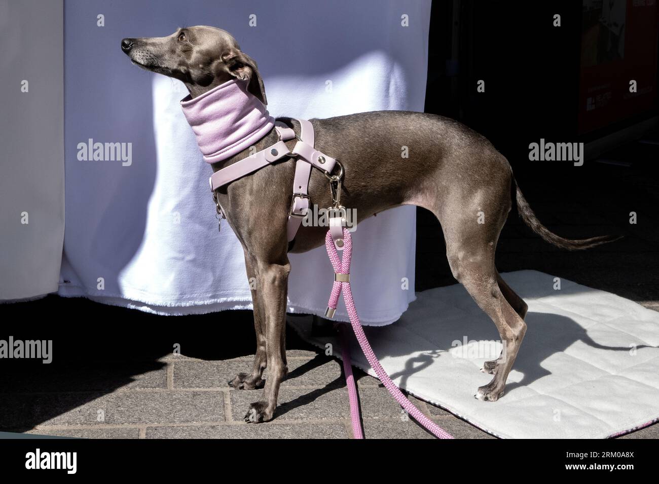 Big Woof Festival at Kings Cross Coal Drops yard London to celebrate ...