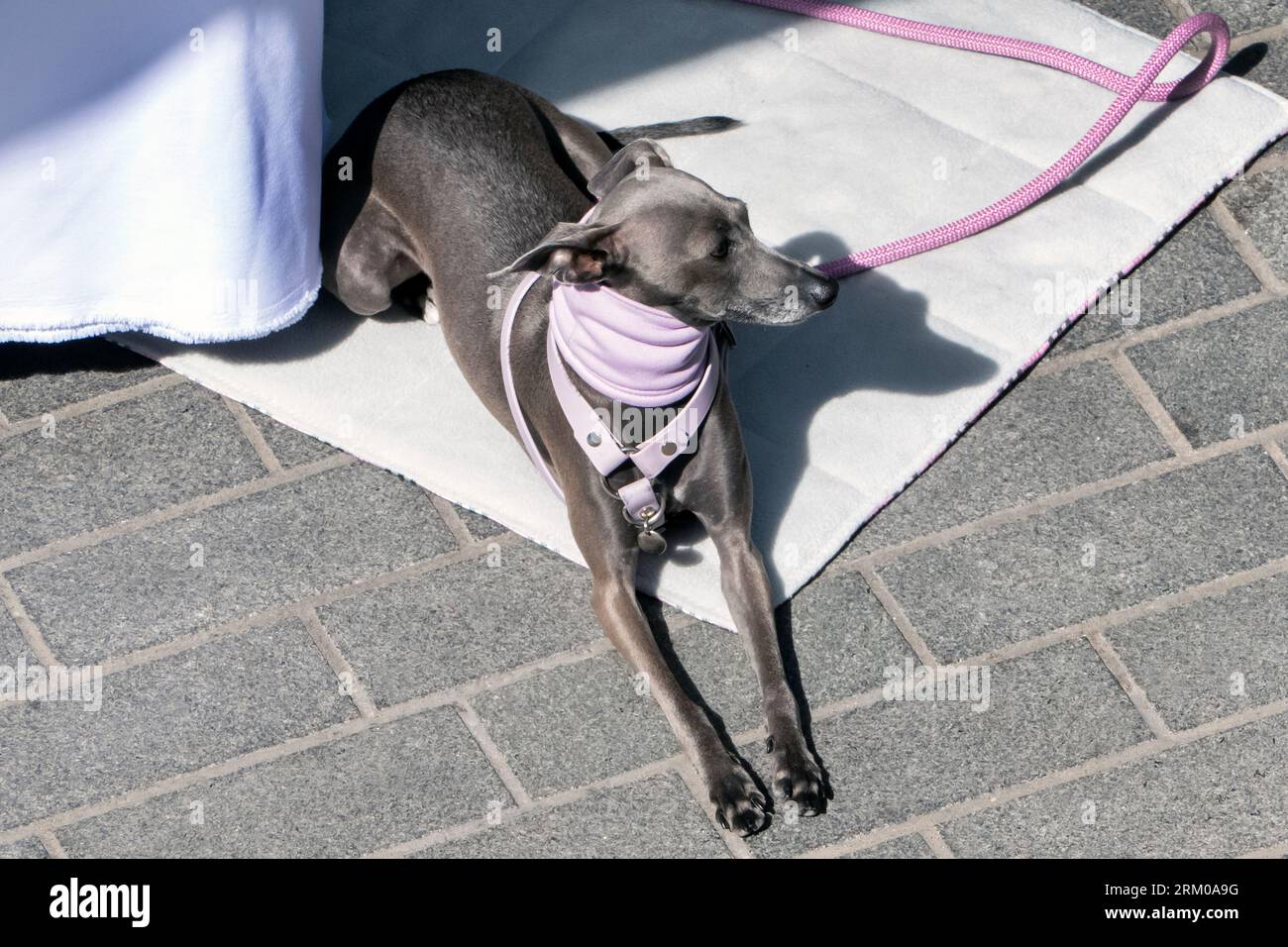 Big Woof Festival at Kings Cross Coal Drops yard London to celebrate ...