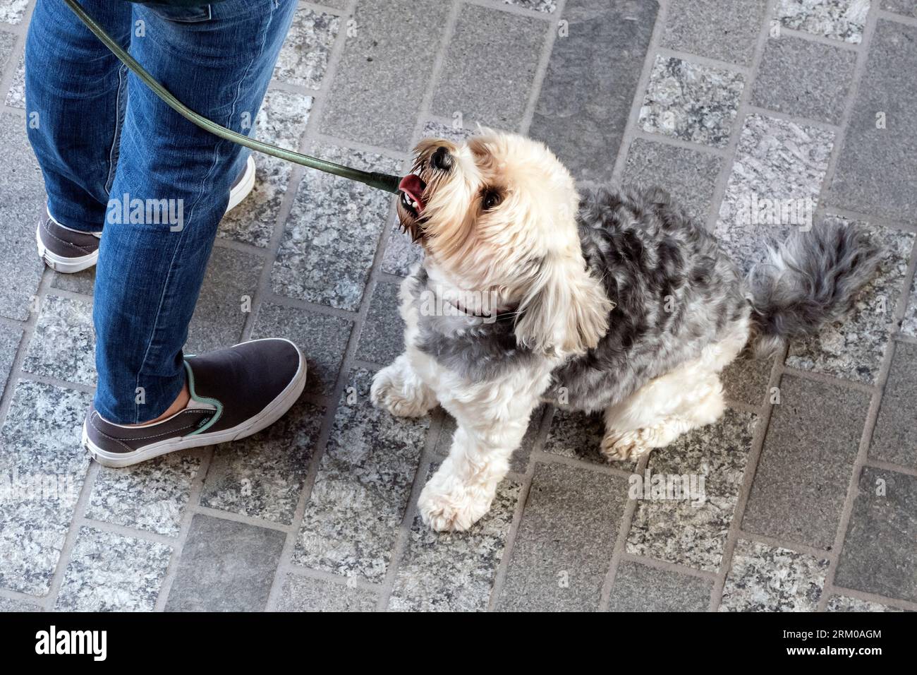 Big Woof Festival at Kings Cross Coal Drops yard London to celebrate ...