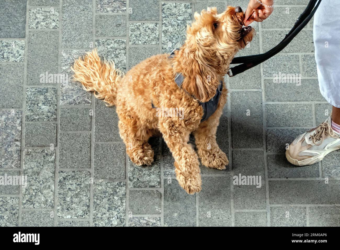 Big Woof Festival at Kings Cross Coal Drops yard London to celebrate International Dog day Stock ...