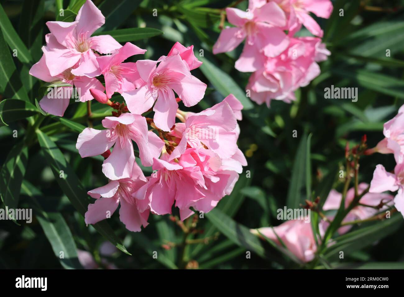Purple Oleander Flower