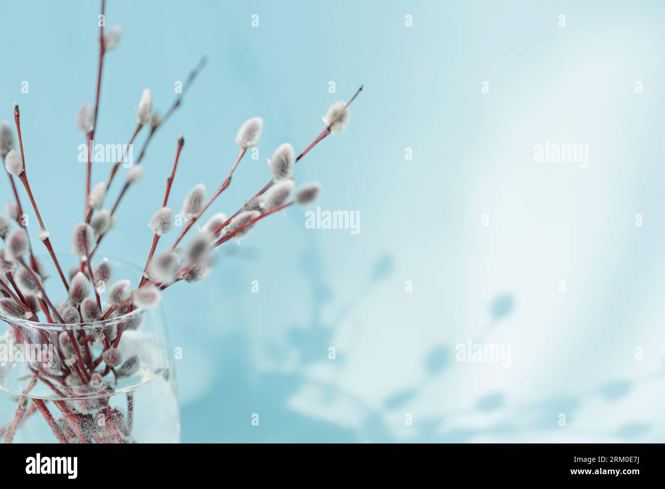 Fresh willow branches in glass of water Stock Photo - Alamy