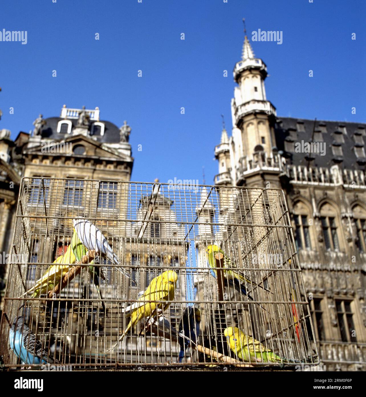 Grand Place, Brussels with bird cages from the bird market at ...