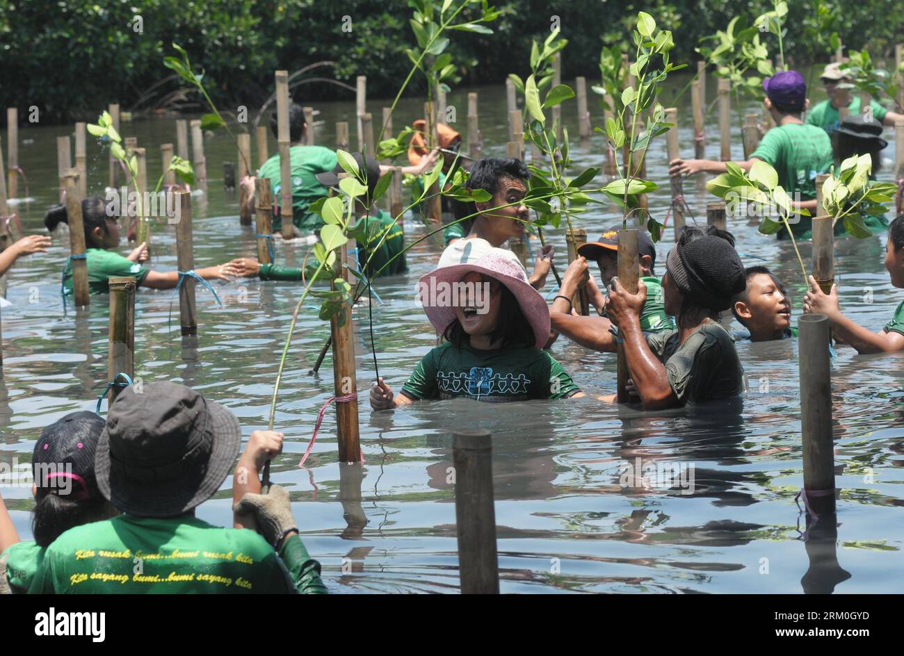 Mangrove planting indonesia hi-res stock photography and images - Alamy