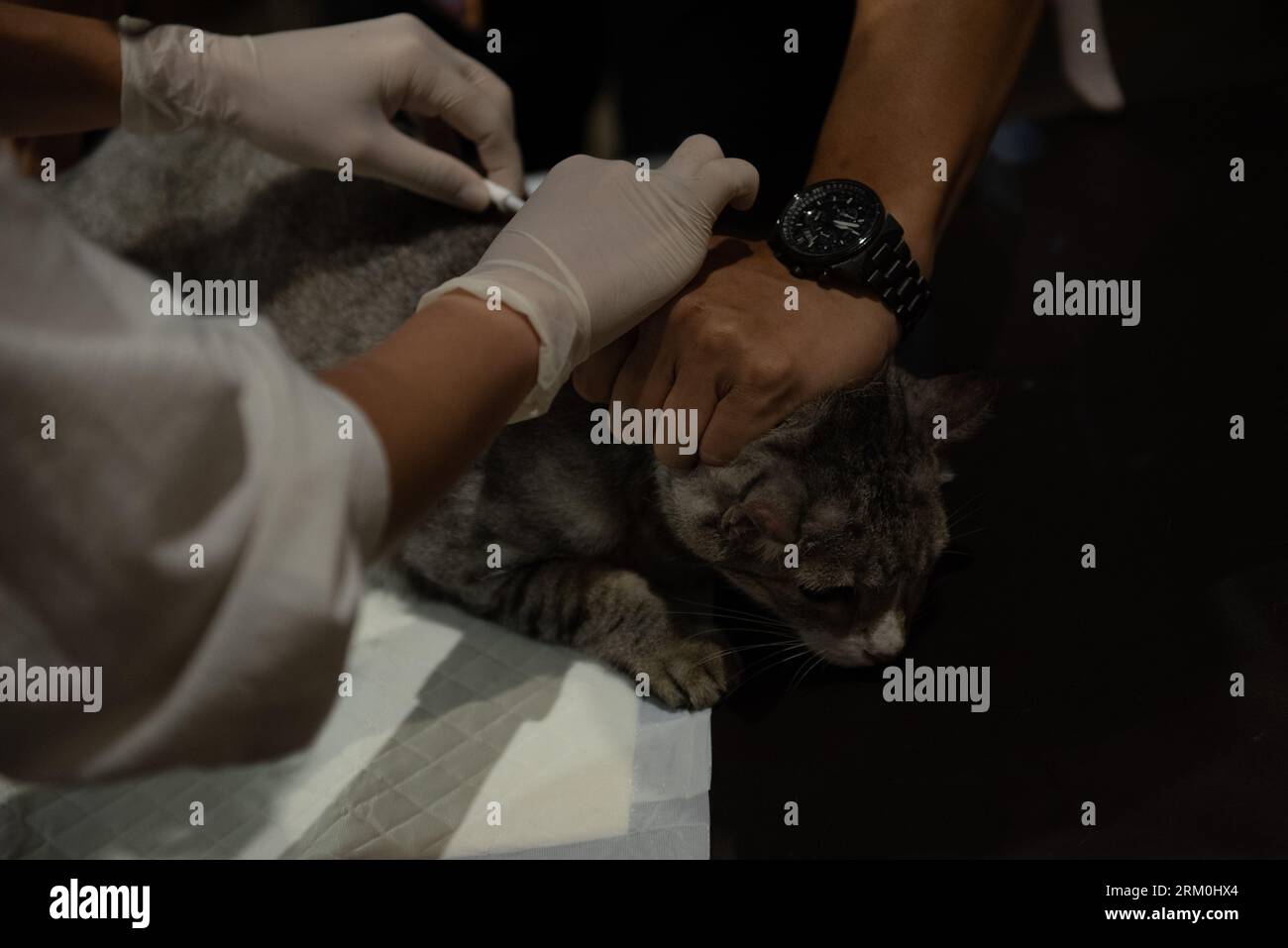 Bangkok, Thailand. 26th Aug, 2023. A veterinarian is providing a ...