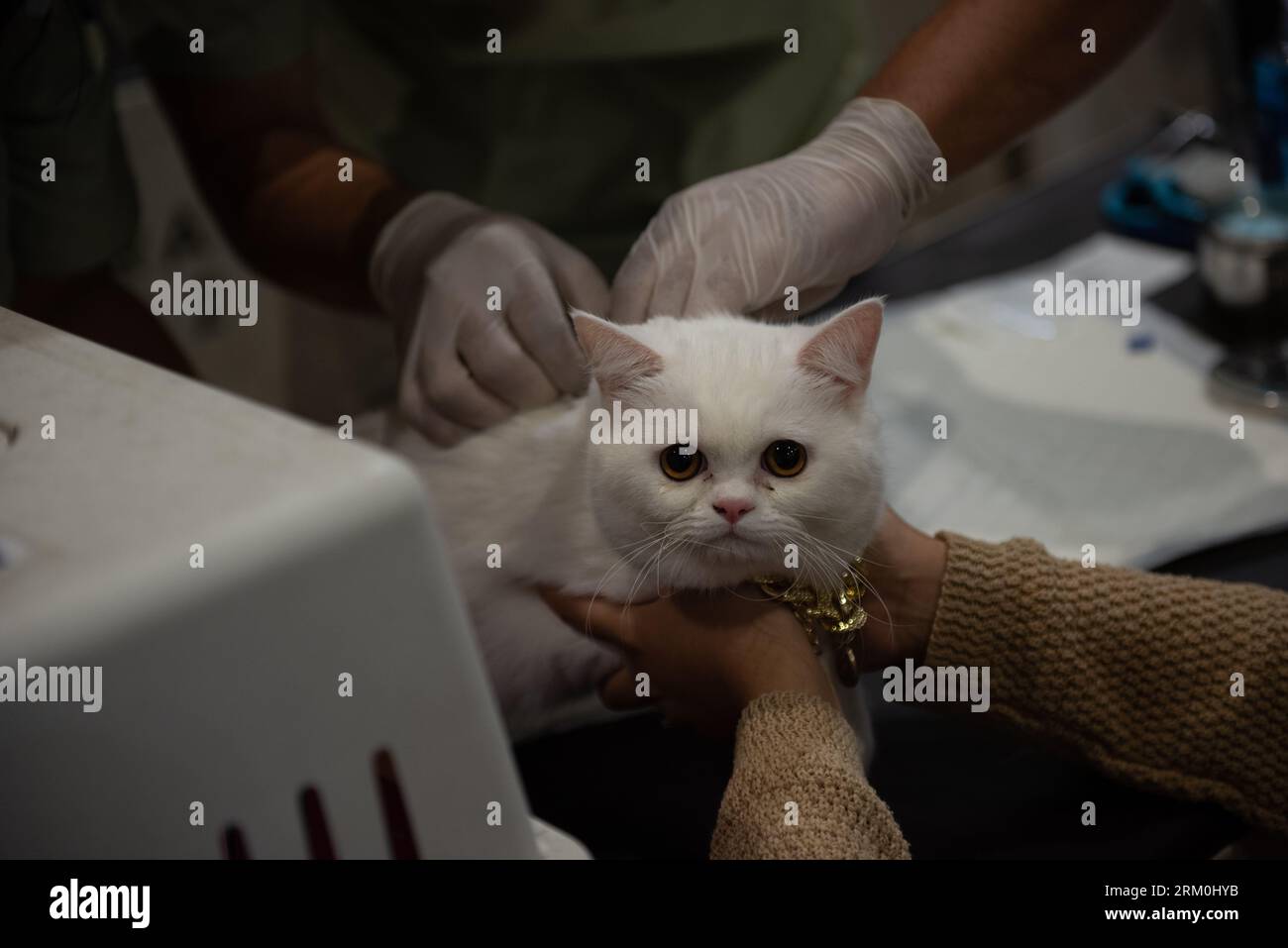 Bangkok, Thailand. 26th Aug, 2023. A veterinarian is providing a ...