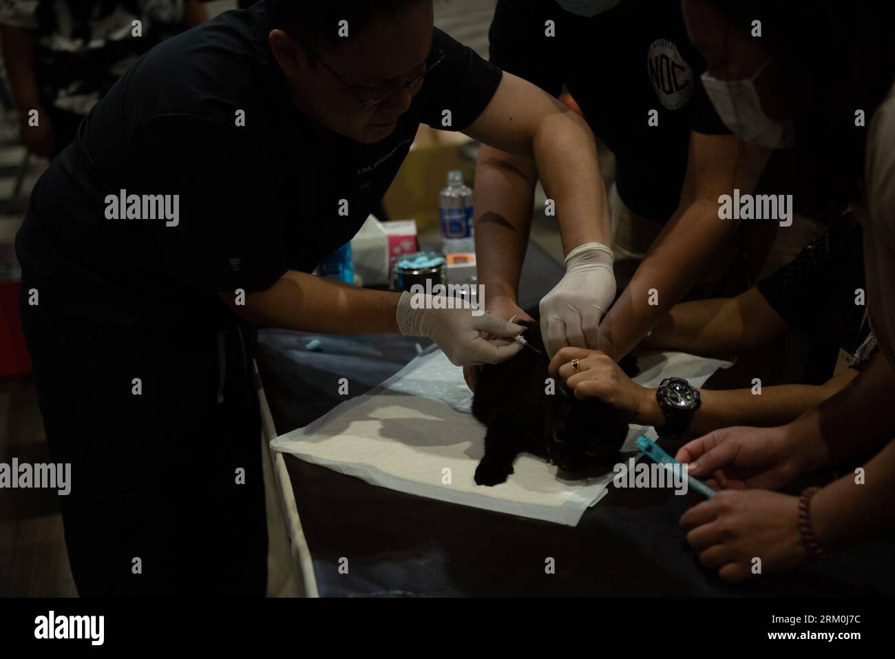 Bangkok, Thailand. 26th Aug, 2023. A veterinarian is providing a ...