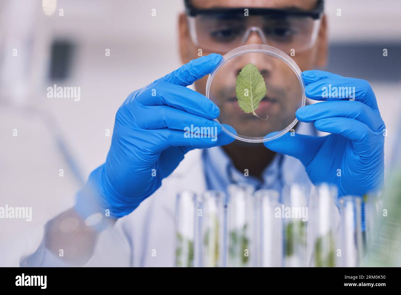Science, plant in dish and man with test tube in laboratory, research ...