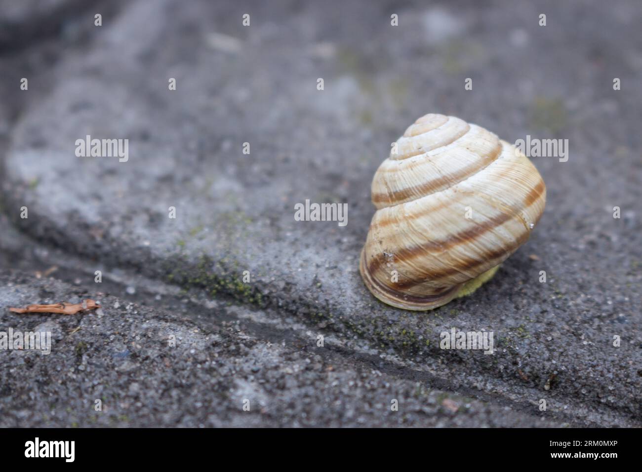 Snail on the road. Slug close up. Grape snail with shell. Nature in ...