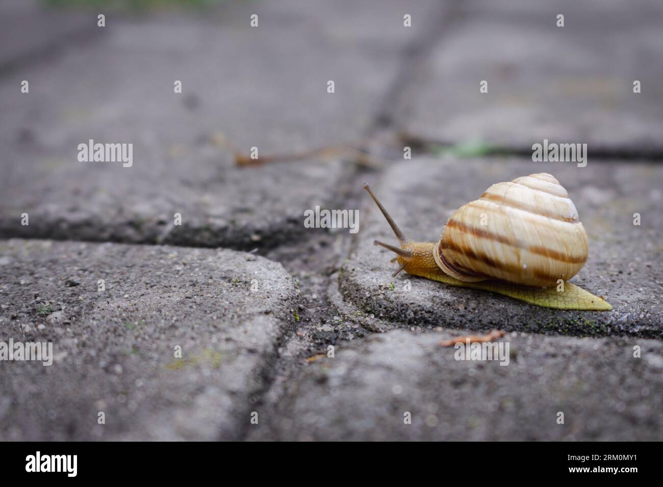 Snail on the road. Slug close up. Grape snail with shell. Nature in ...
