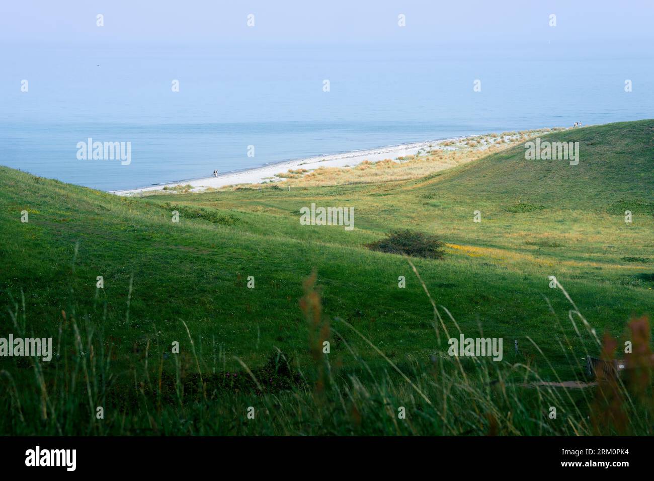 Serene meadow meets calm ocean; nature's beauty in tranquil coastal ...