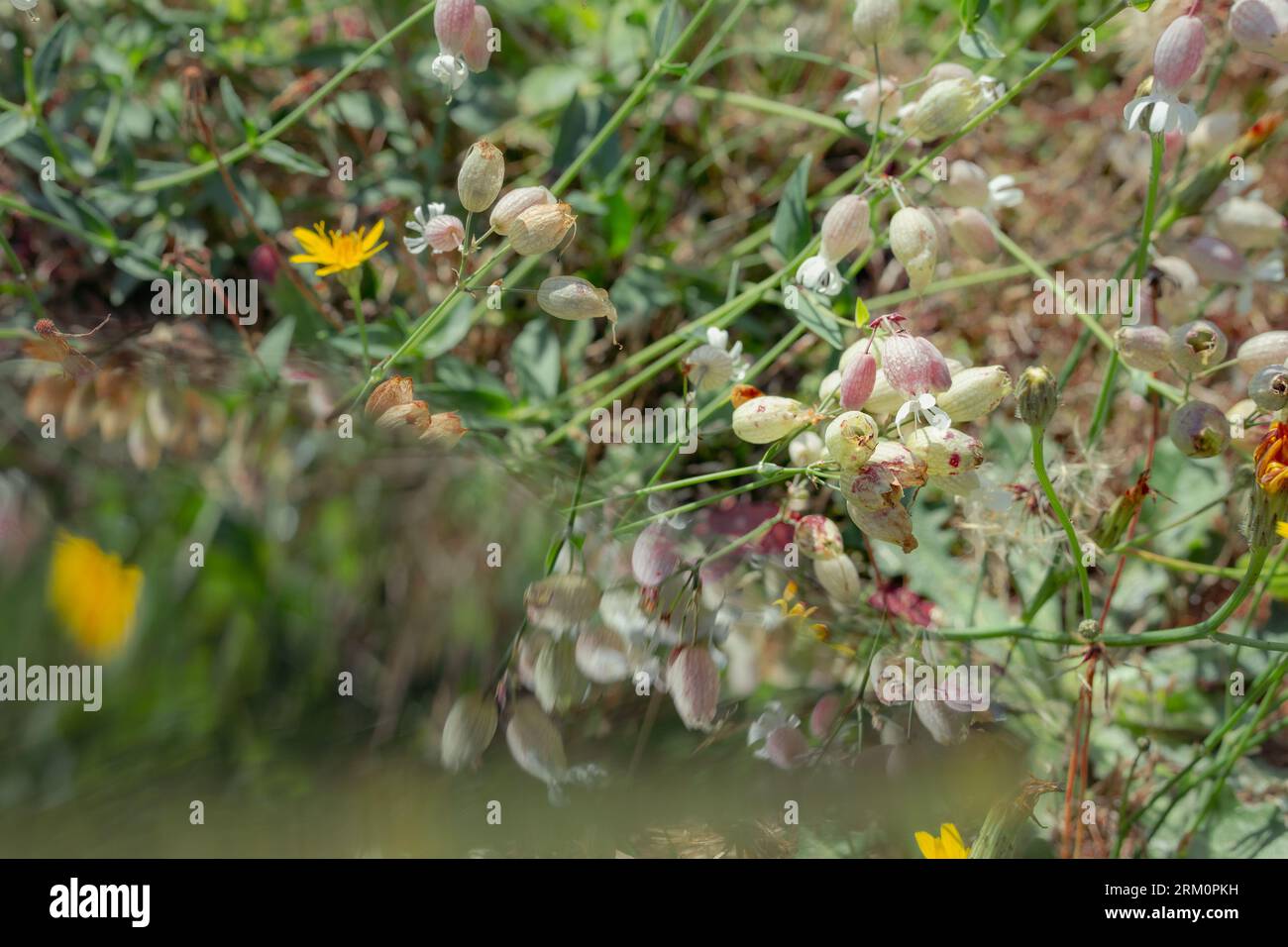 Refreshing Blooms: Beautiful Nature and Lush Greenery Stock Photo - Alamy