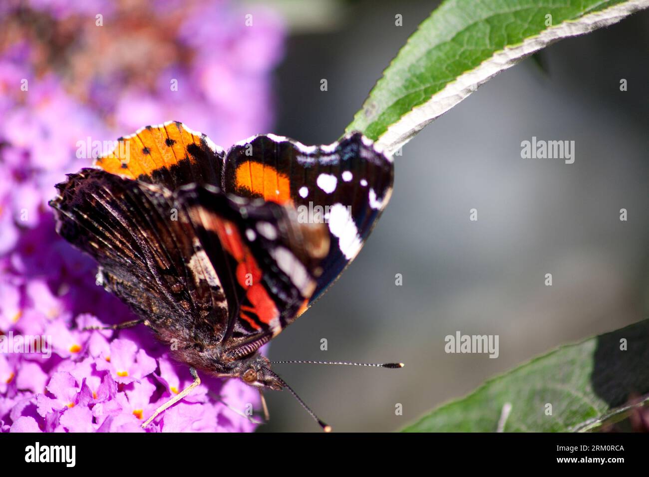 Red Admiral Butterfly (Vanessa atalanta) on buddleia Flower (Buddleja ...