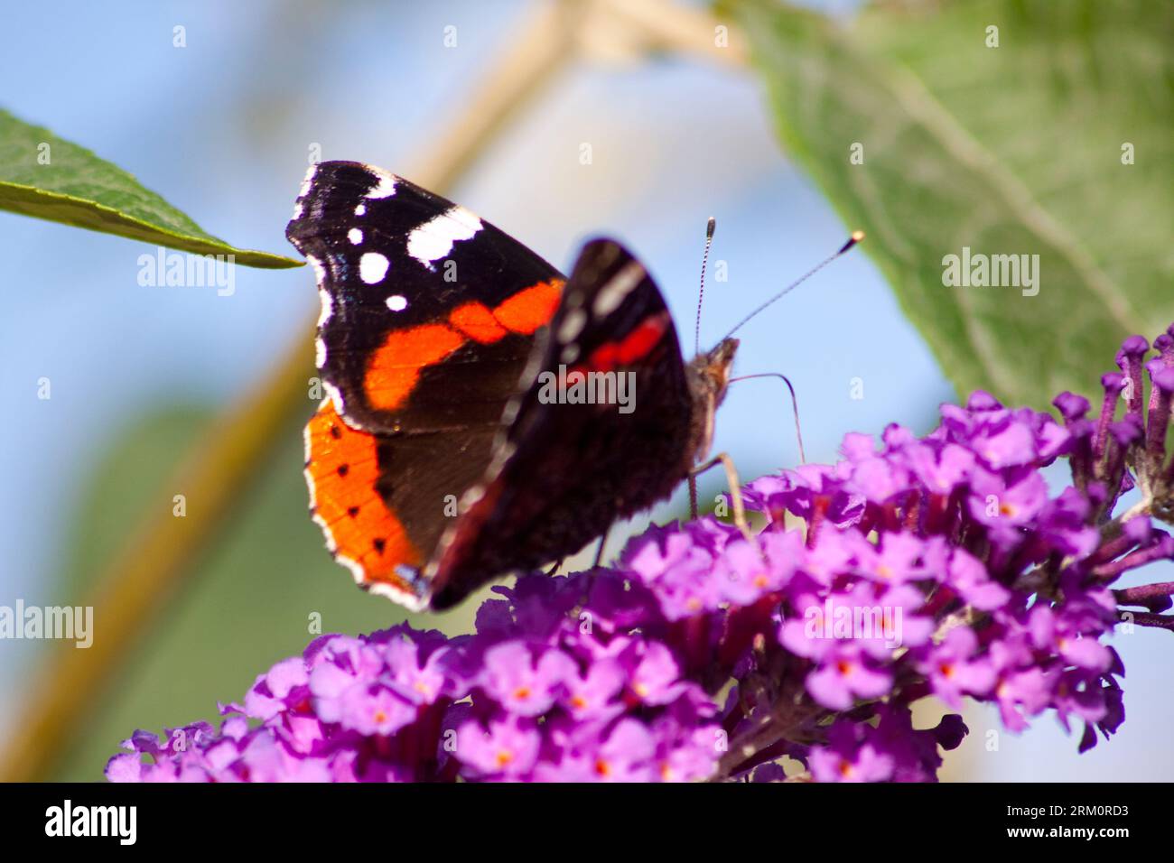 Red Admiral Butterfly (Vanessa atalanta) on buddleia Flower (Buddleja ...