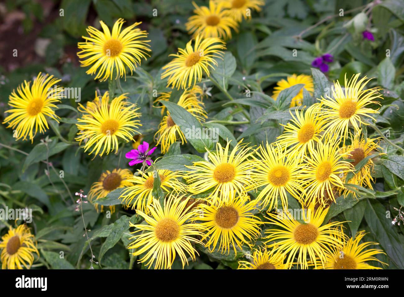 Yellow Daises( Osteospermum grandidentatum) in the Cotswolds Stock ...