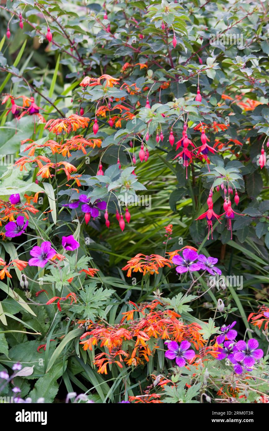 Fuchsia, Geranium and Crocosmia Lucifer Montbretia Flowers growing in a ...