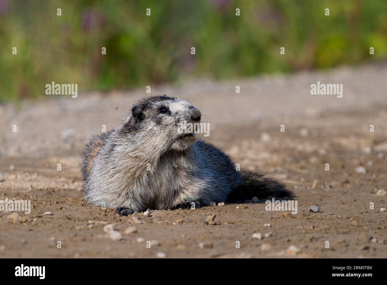 Fauna de alaska hi-res stock photography and images - Alamy