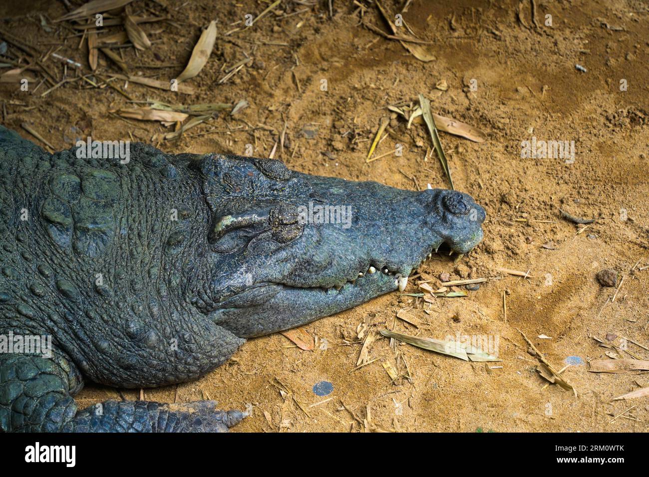 Indian alligator hi-res stock photography and images - Alamy