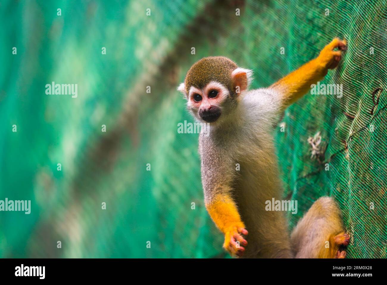 Attentiveful hi-res stock photography and images - Alamy