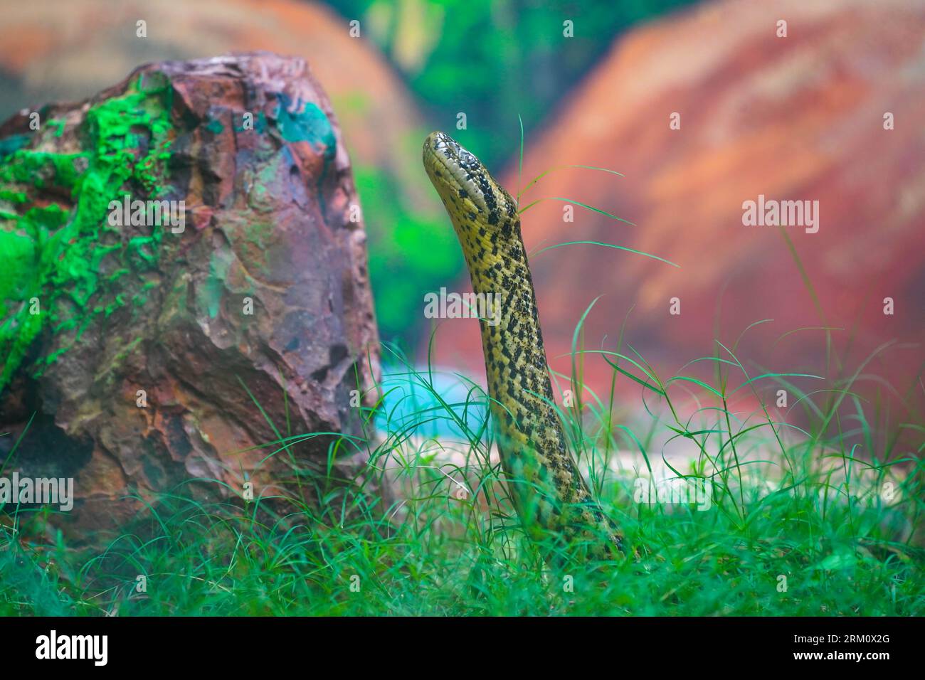 Python coiled prey hi-res stock photography and images - Alamy