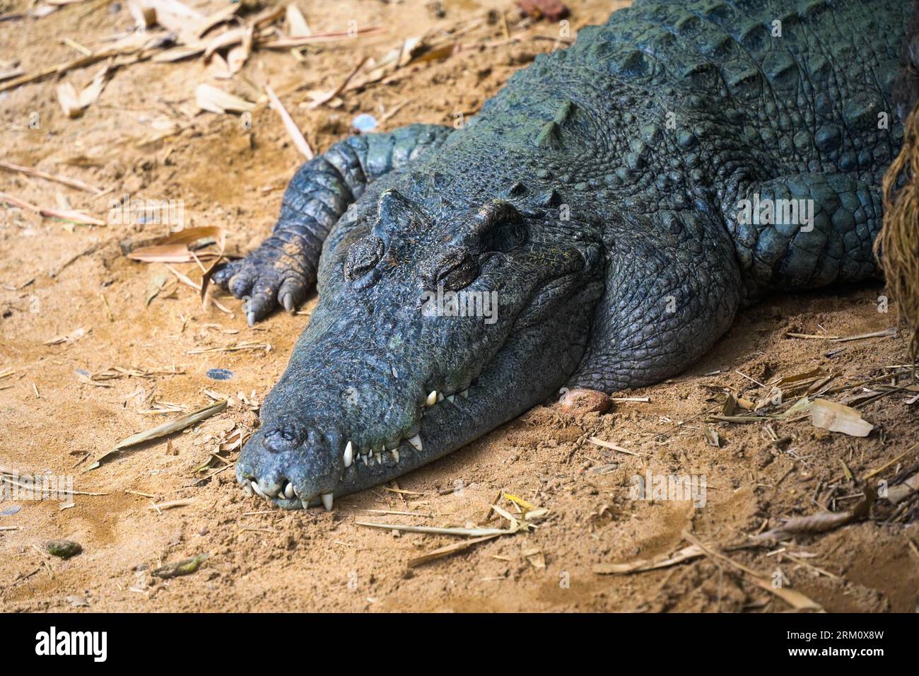 Crocodile sunbaking hi-res stock photography and images - Alamy