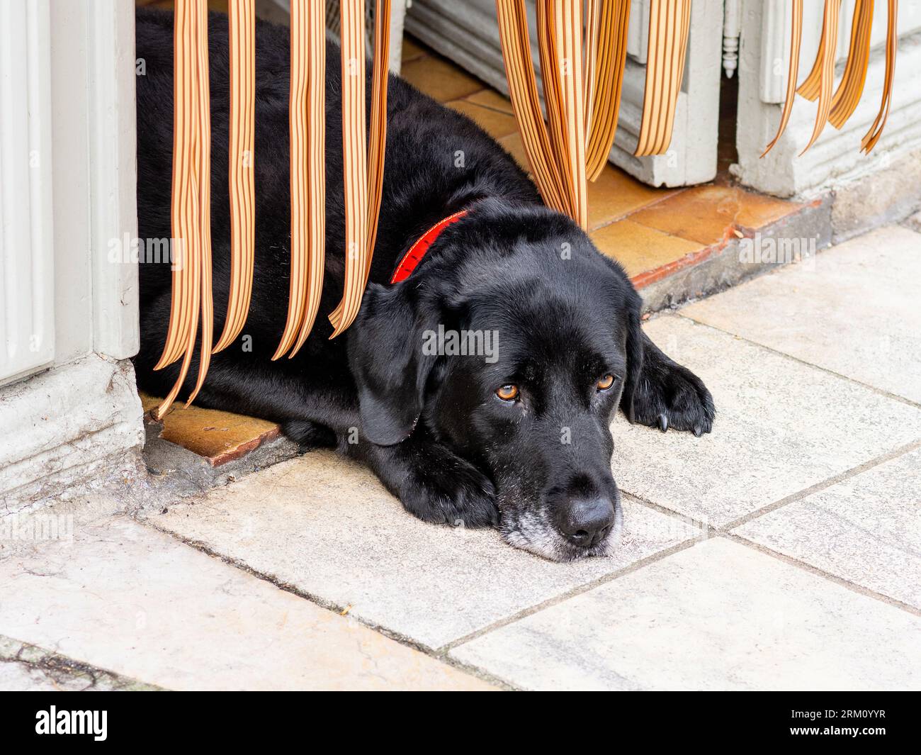 Black labrador dog hi-res stock photography and images - Alamy
