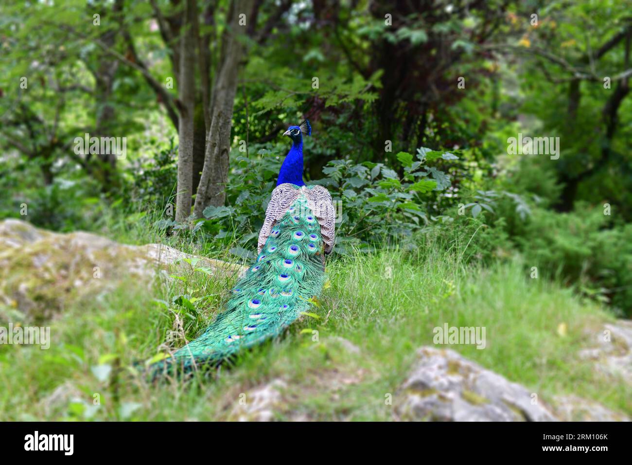 Beautiful blue necked peacock seen from behind in Norwegian zoo forest ...