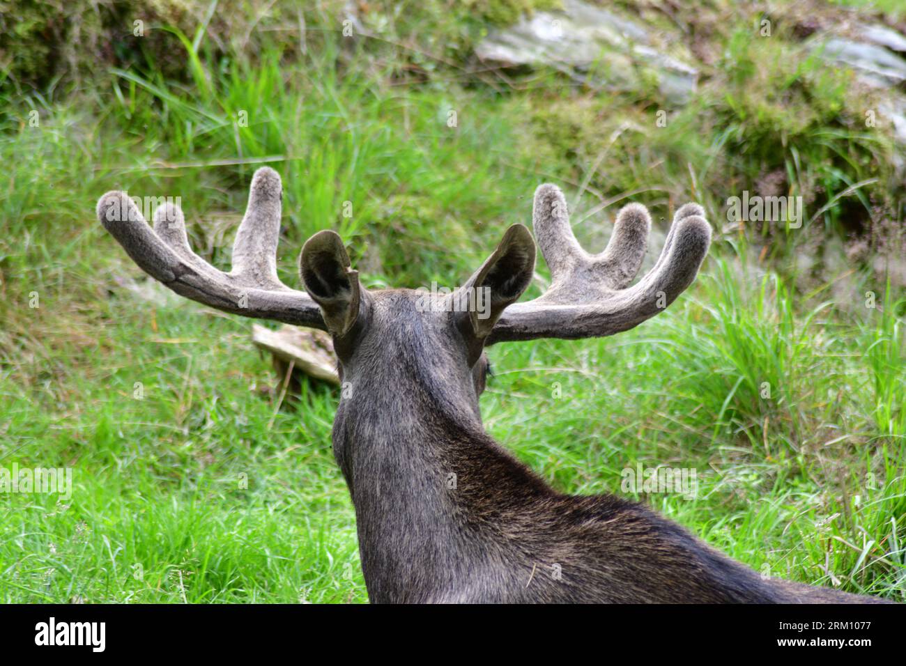 Antlers from behind hi-res stock photography and images - Alamy