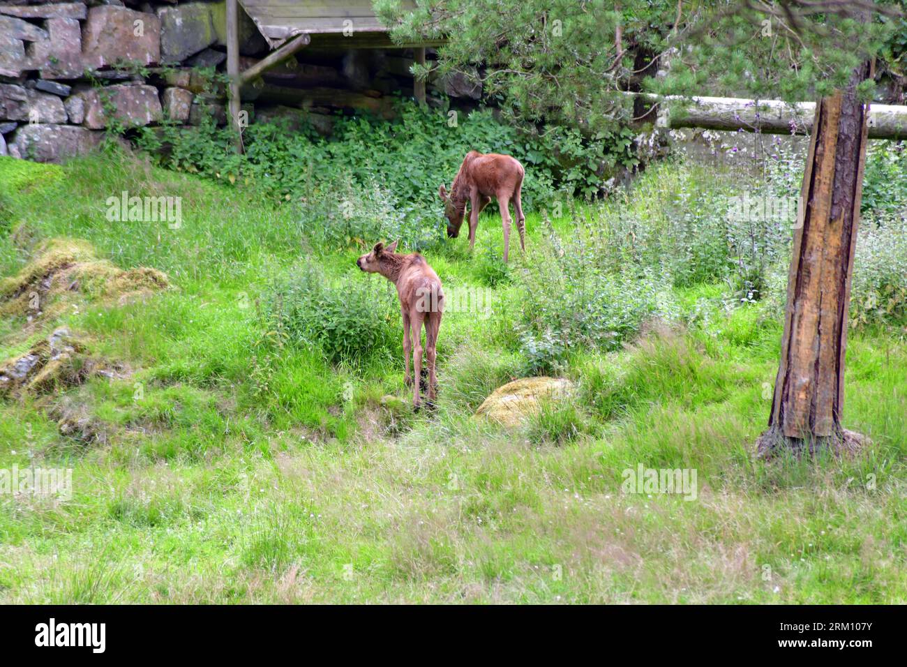 Moose in zoo hi-res stock photography and images - Alamy