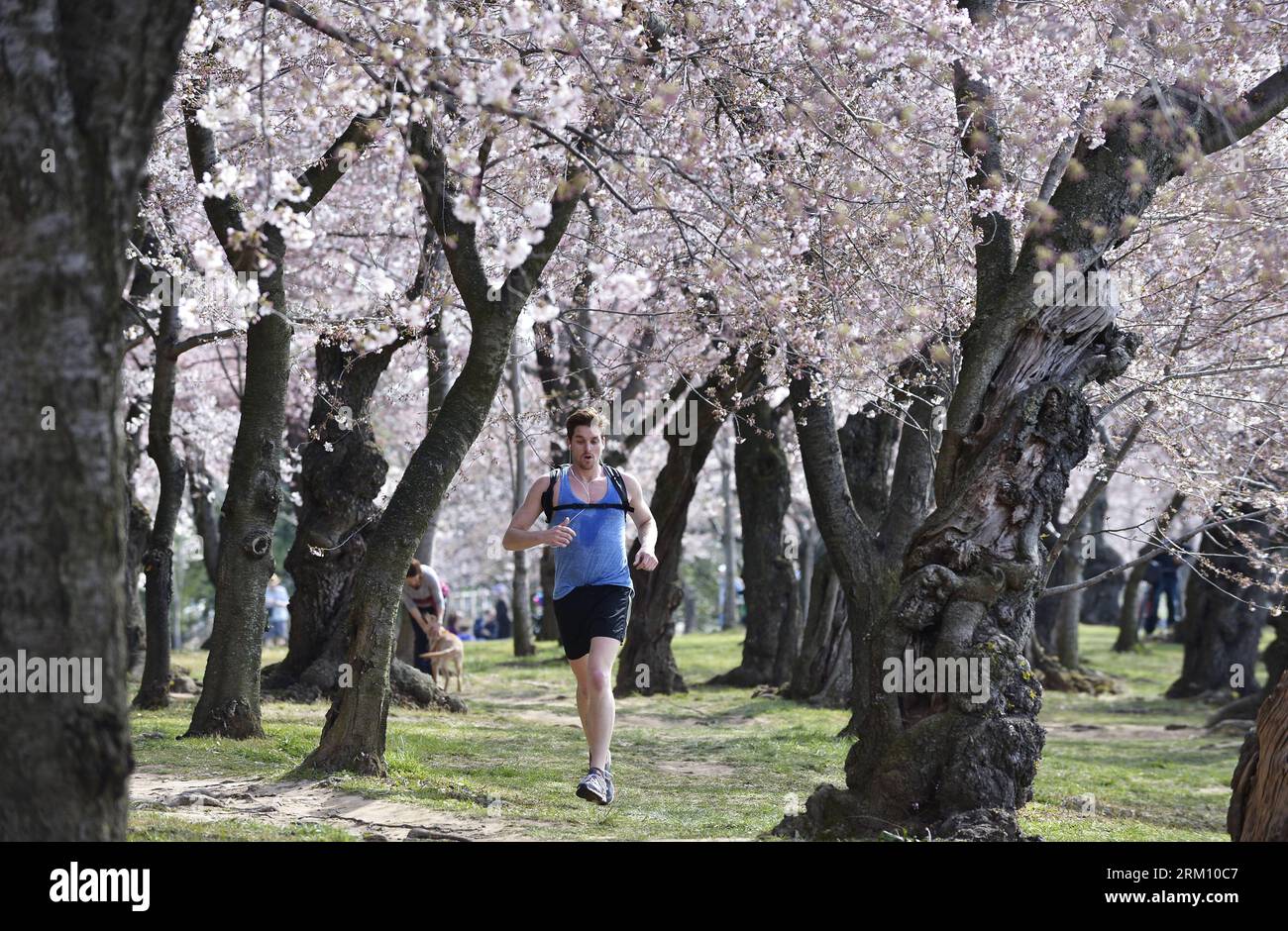 Tidal basin cherry bl hi-res stock photography and images - Alamy