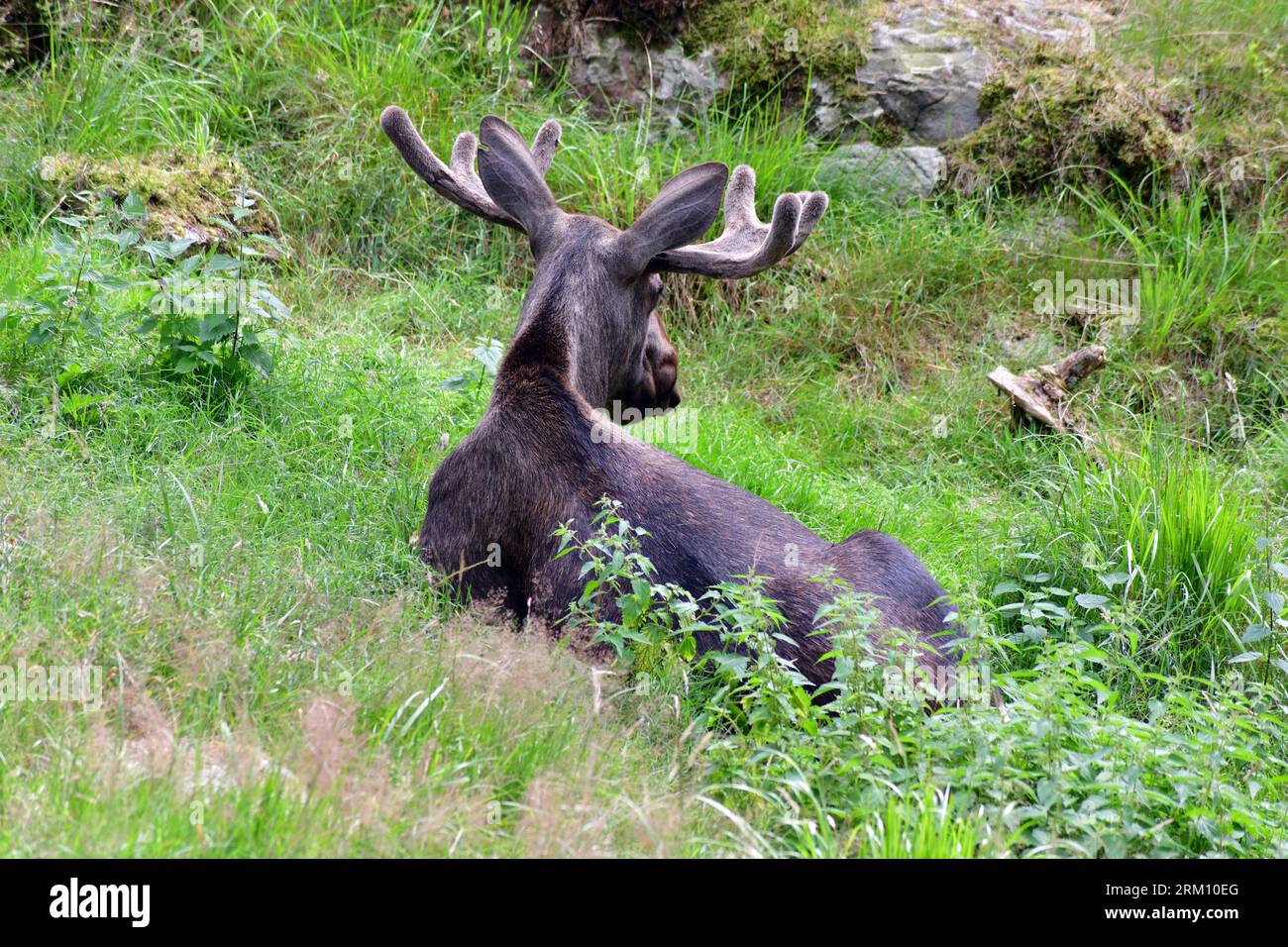 Bull elk from behind hi-res stock photography and images - Alamy