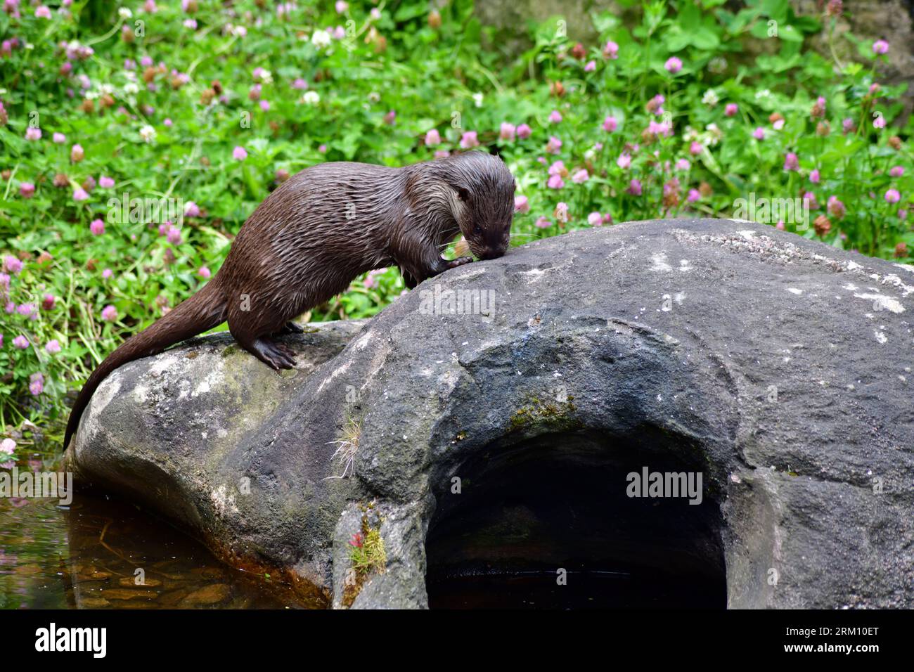 Cute otter on top of boulder in zoo Stock Photo - Alamy