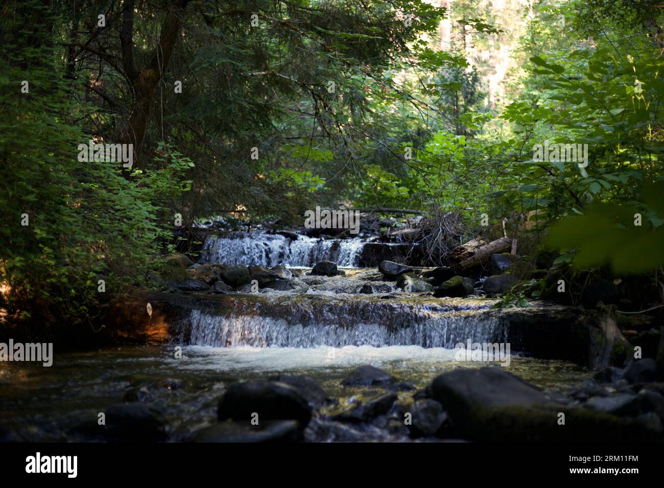 Captivating forest hi-res stock photography and images - Alamy