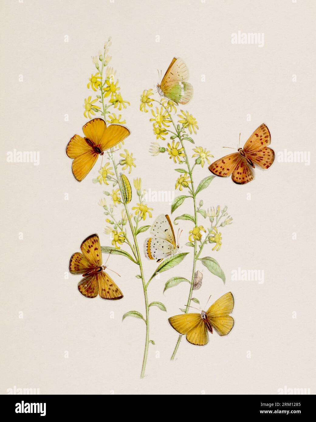 Vintage Butterflies Illustration. An old bookplate depicting exquisite ...