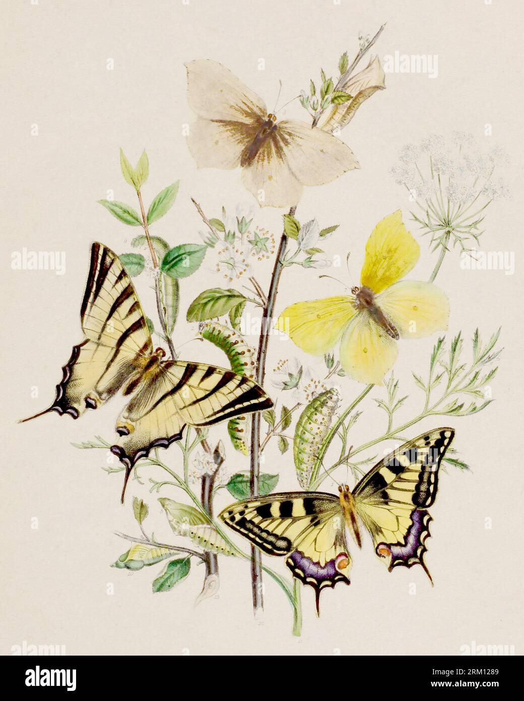 Vintage Butterflies Illustration. An old bookplate depicting exquisite ...