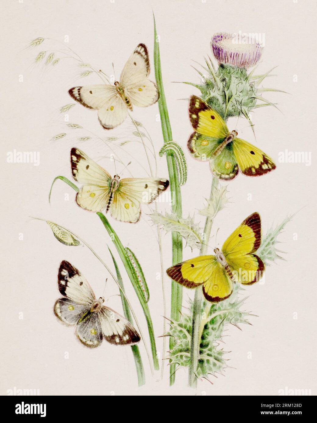 Vintage Butterflies Illustration. An old bookplate depicting exquisite ...