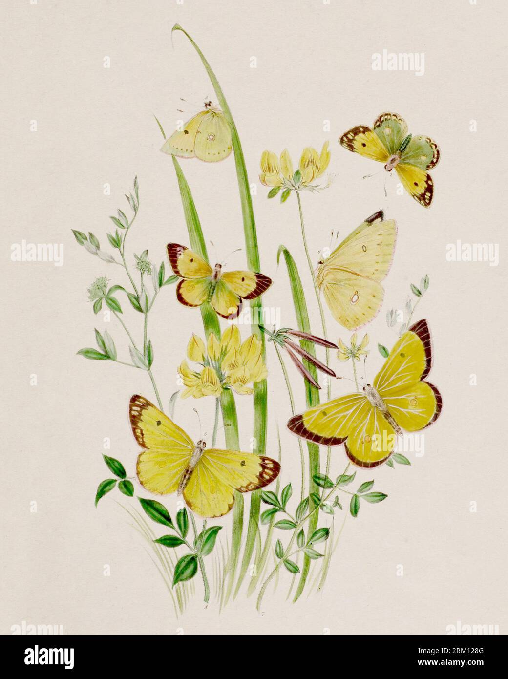 Vintage scientific illustration hi-res stock photography and images - Alamy