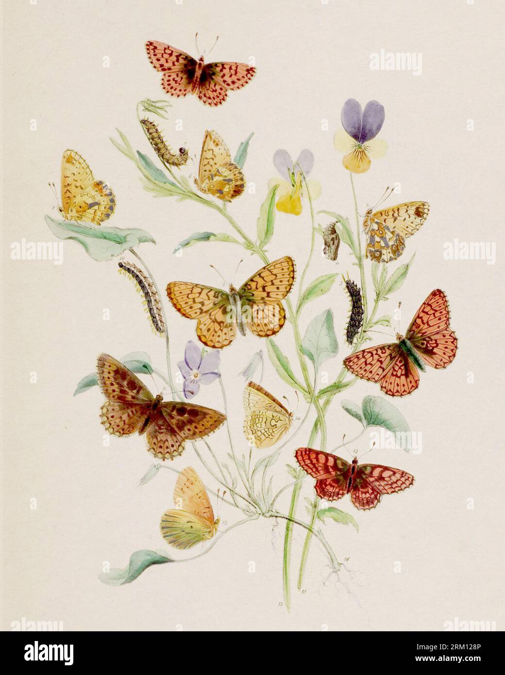 Vintage Butterflies Illustration. An old bookplate depicting exquisite ...